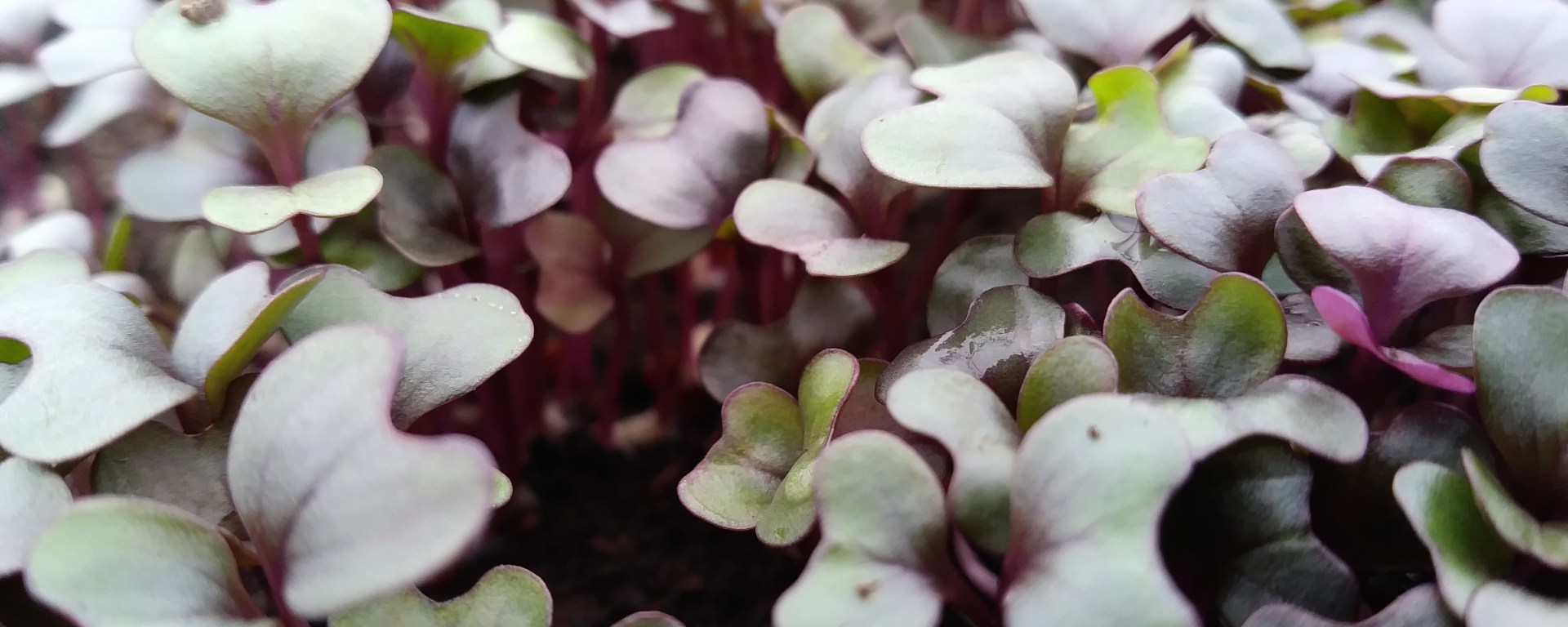 The world of micro-leaves – Perennial Nerd