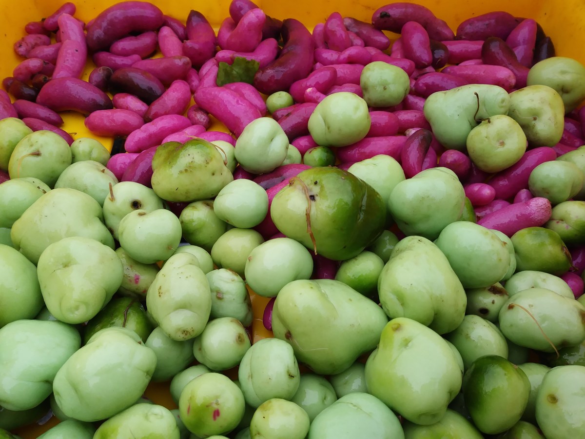 All about Ulluco – Perennial Nerd