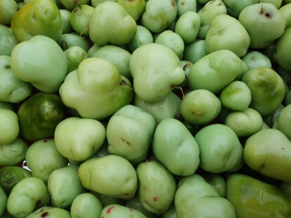 All about Ulluco – Perennial Nerd