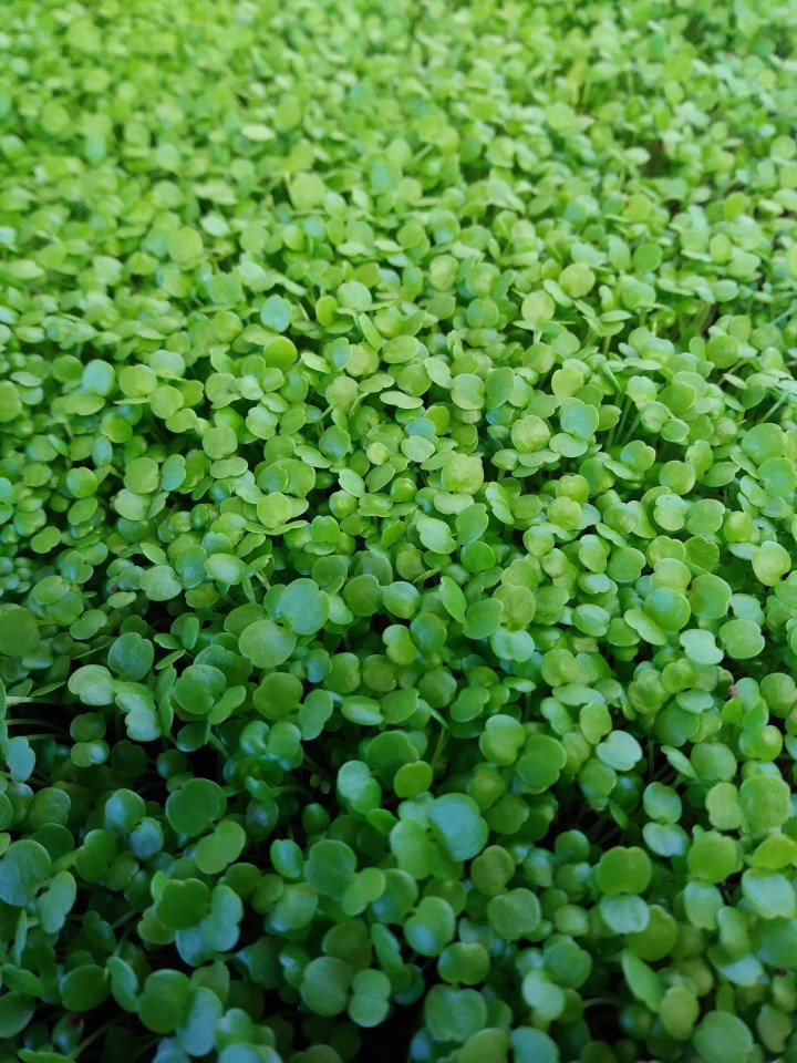 The world of micro-leaves – Perennial Nerd