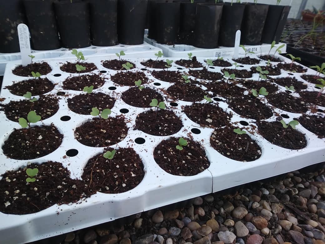 Importance of a Seed Sowing Plan – Perennial Nerd