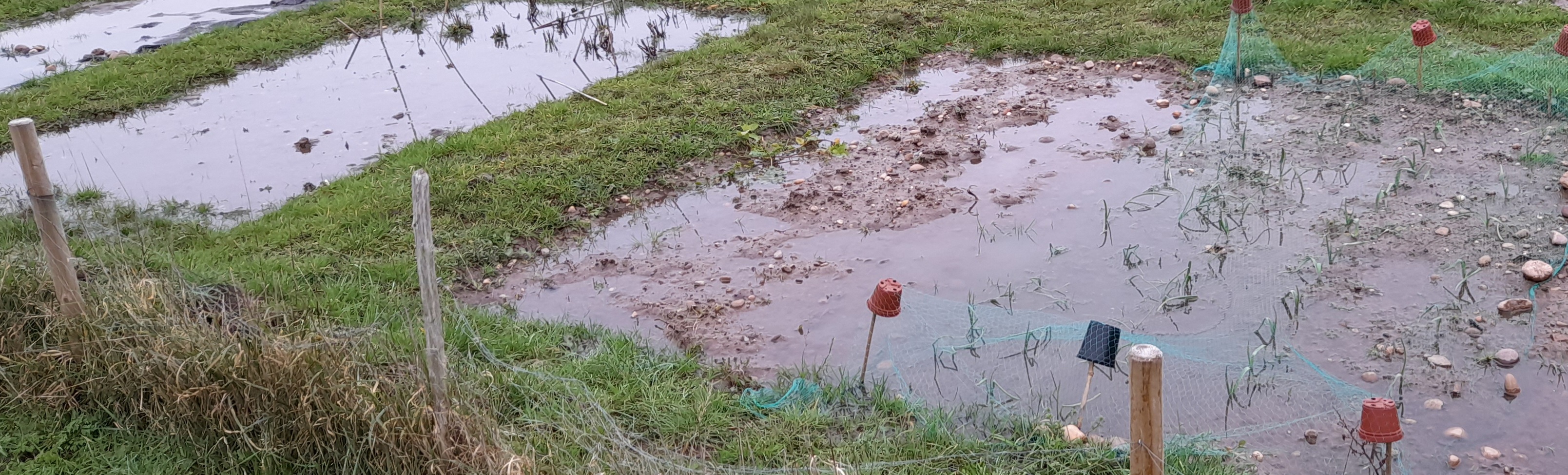 How to Deal With a Waterlogged Allotment – Perennial Nerd